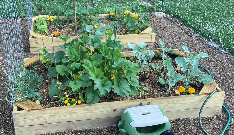 Companion Planting: The Organic Way to Ward Off Pests in Your Vegetable ...