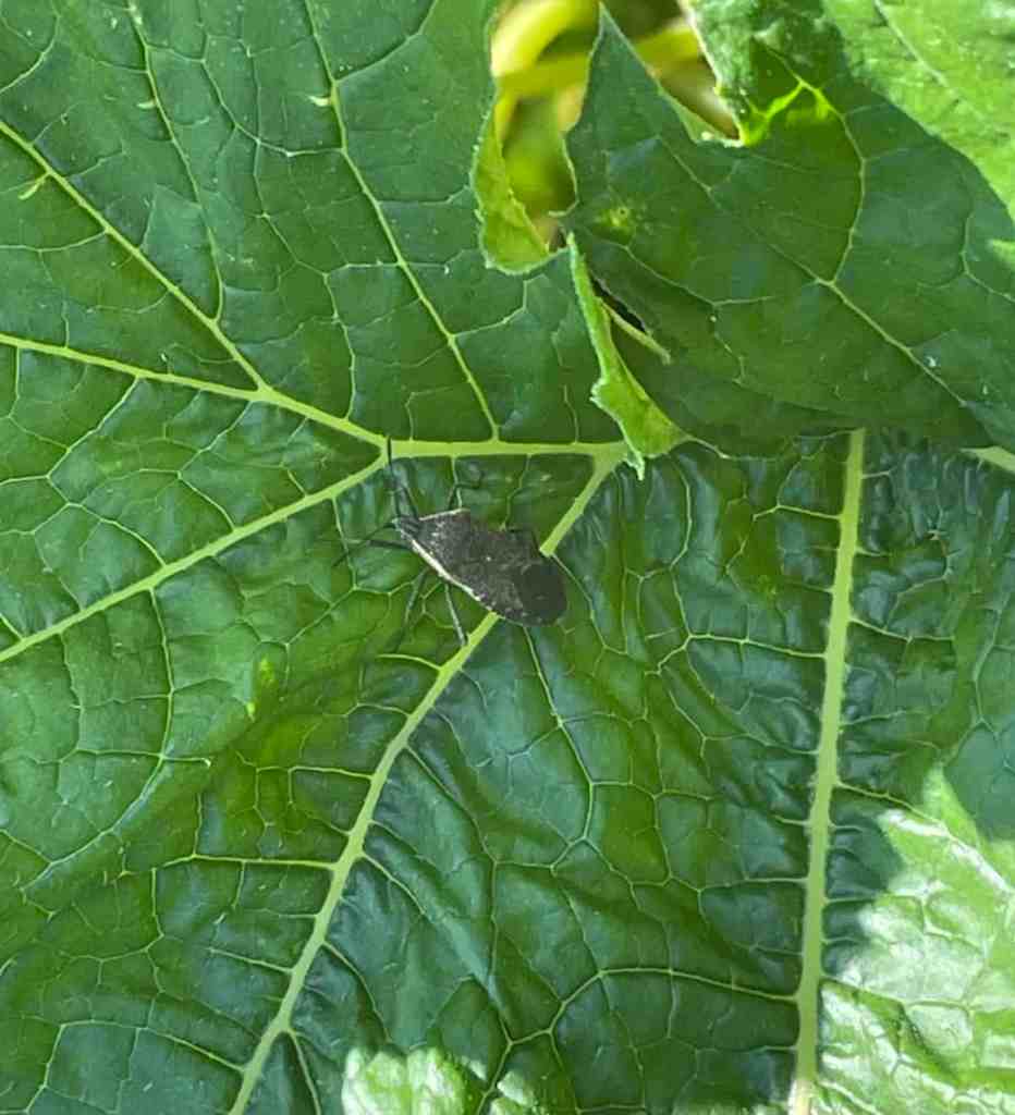 How to Treat Squash Beetles in Raised Garden Beds - Mommy from the Block
